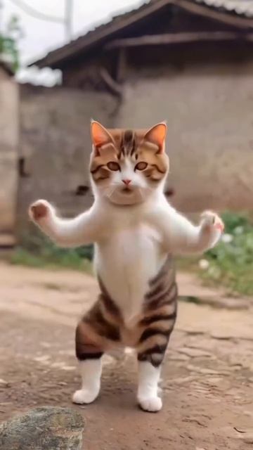 Танцующий кот 19