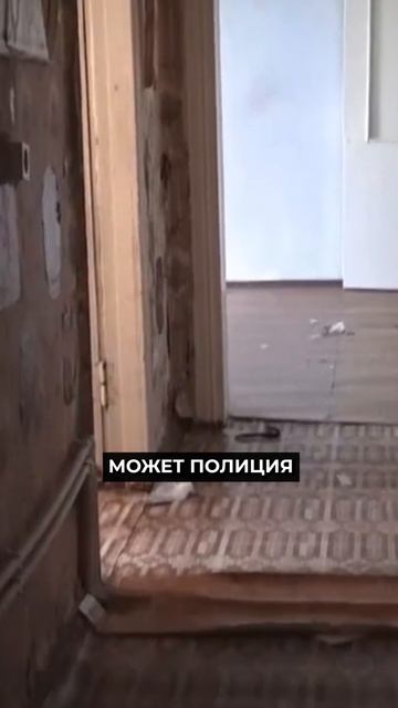 📍В домах под снос салехардцы оставляют животных #новости #ямал