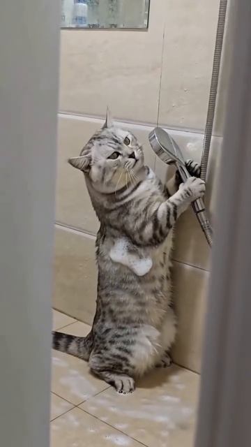 Танцующий кот 11