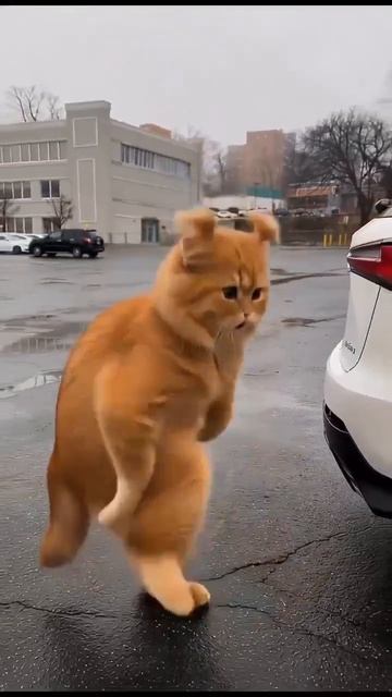 Танцующий кот 13
