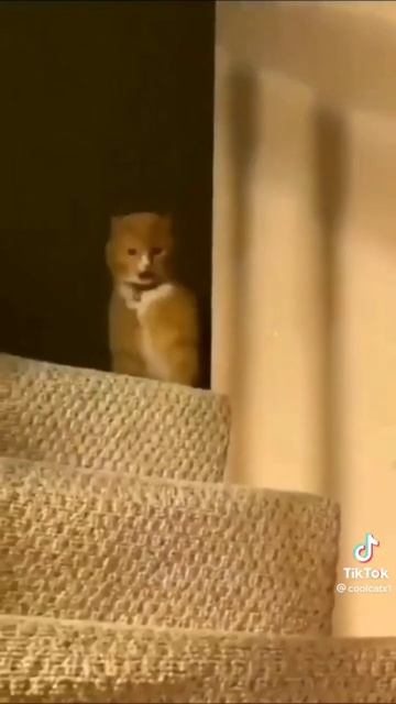 Кошки 58
