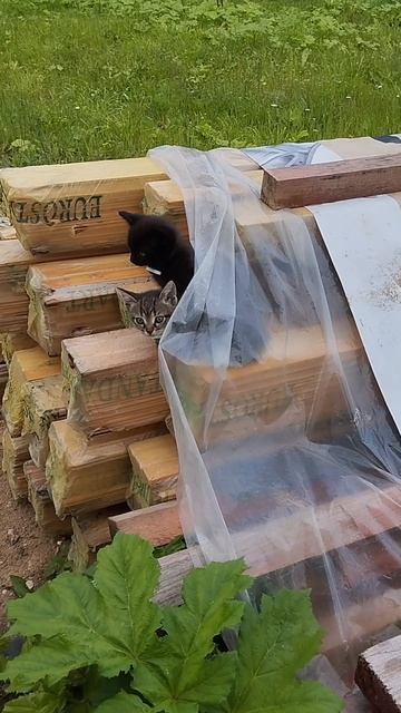 Марусины котята