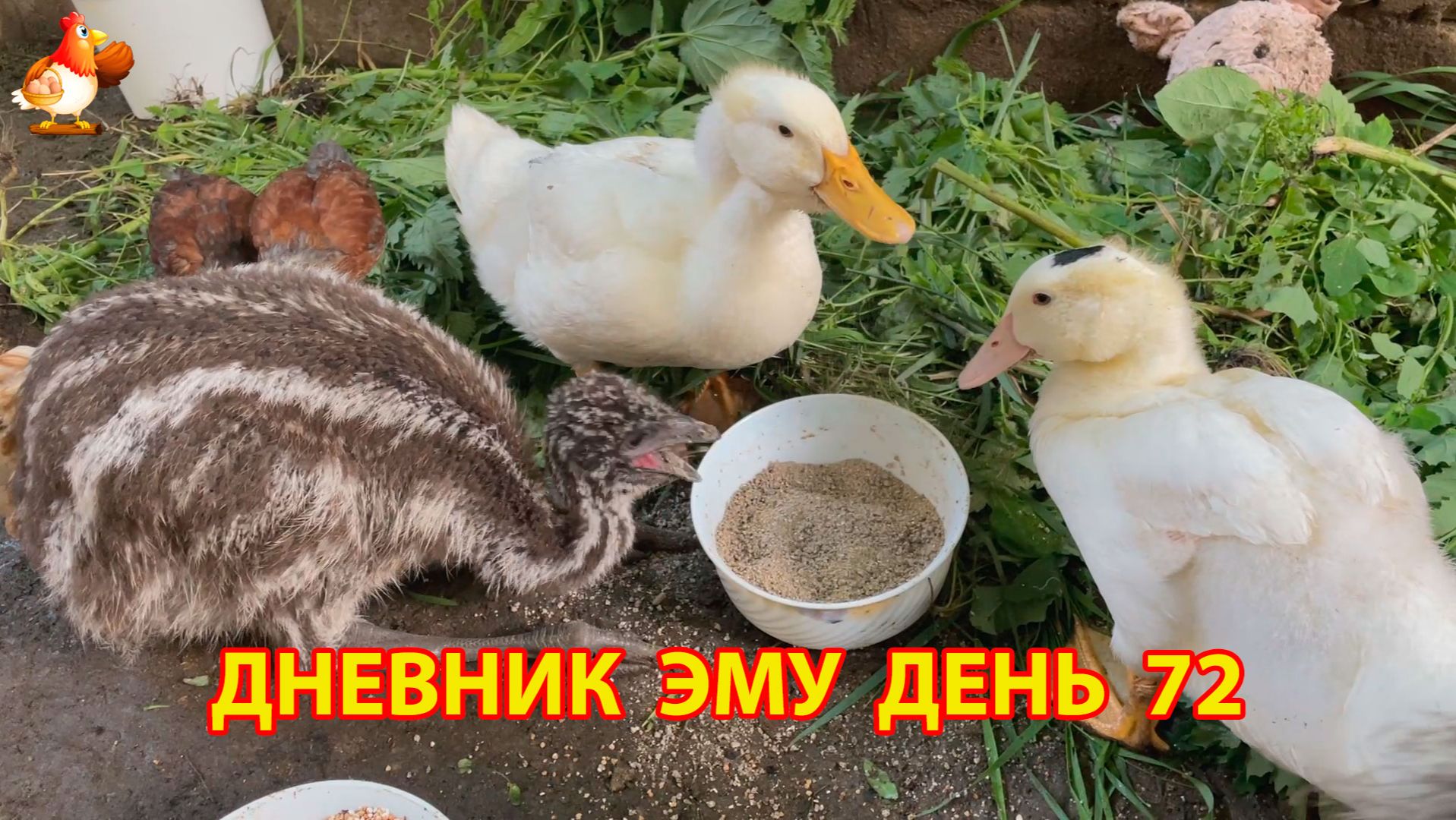 Дневник страусят Эму день71-72