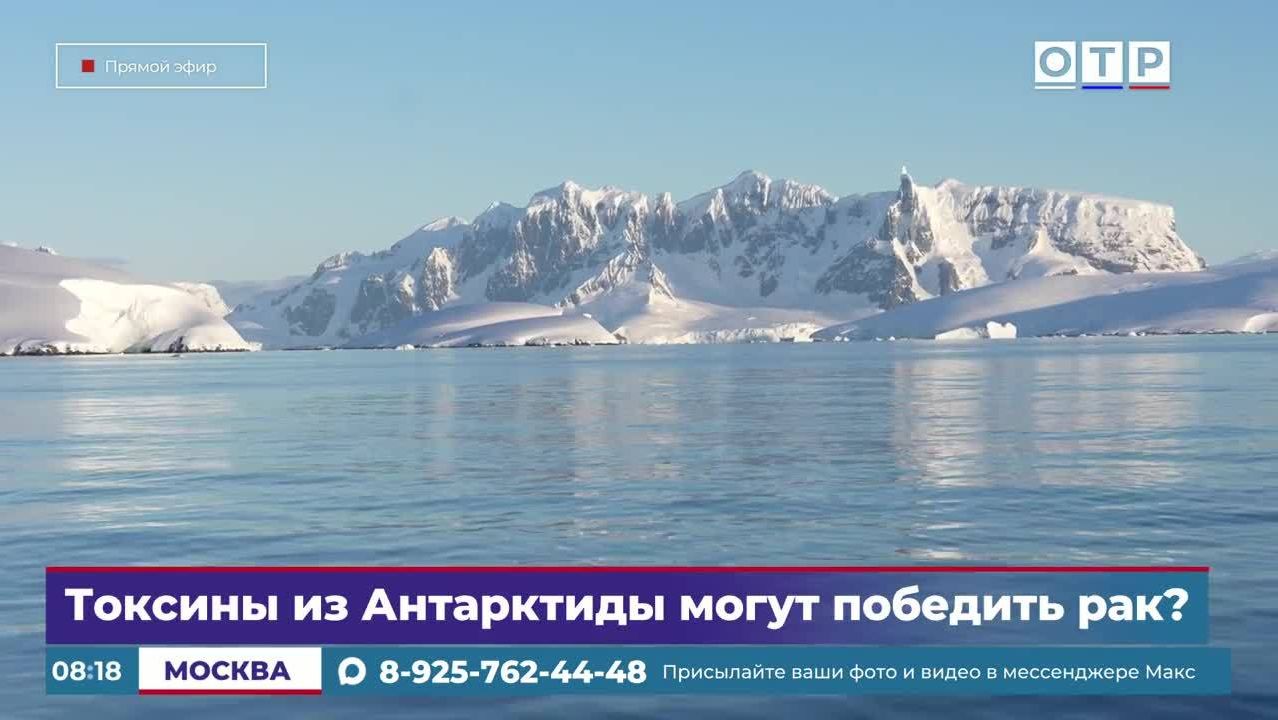 Токсины из Антарктиды могут победить рак?