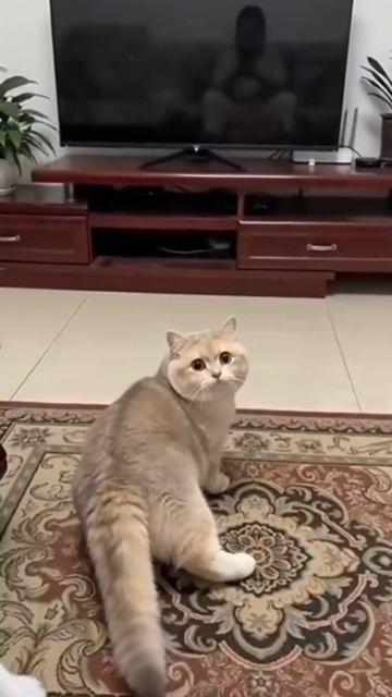 Танцующий кот 2