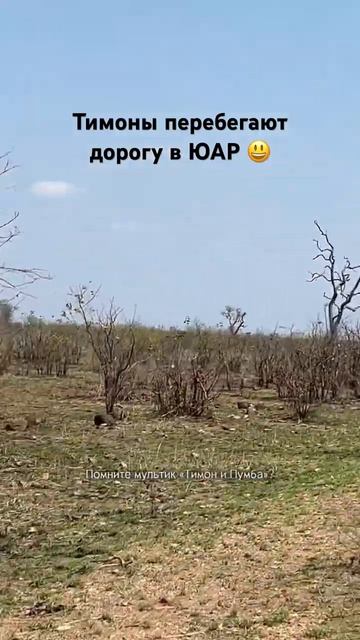 Сафари-парк Крюгер, ЮАР. Дикие бородавочники перебегают дорогу. Про автотрип по Африке в профиле