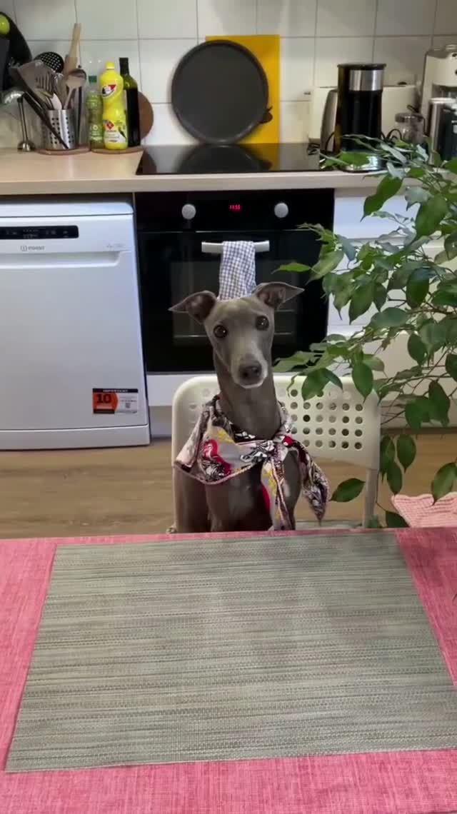 ЛЕВРЕТКА ЗА СТОЛОМ!? ЧТО НЕ ТАК?!