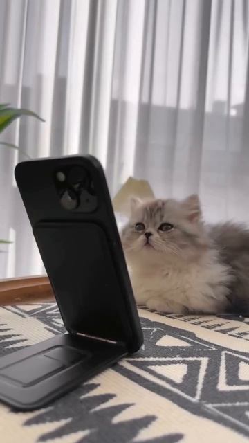 Танцующий кот 23