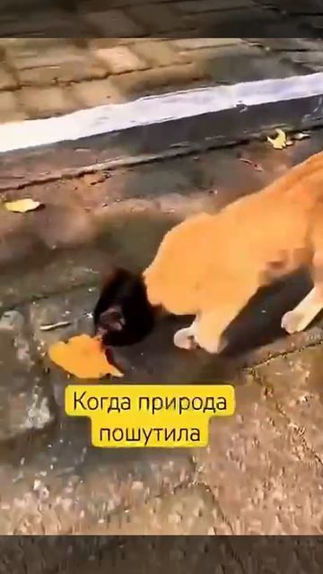 Кошки 9