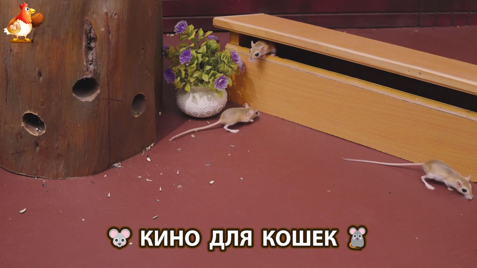 Видео для кошек про крысок развлекать питомцев 🐭🐀😂 576