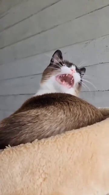 Котики смешные