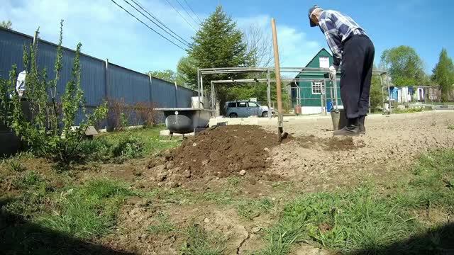 Сажу картофель