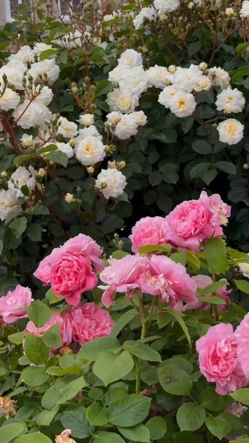 Цхинвал в цвету 🌹