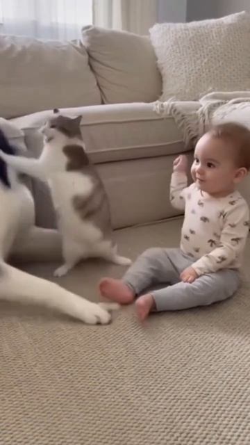 Кото МЕМ 3