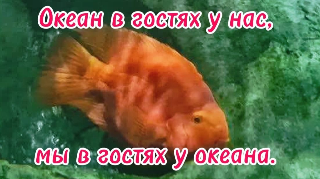 Океан в гостях у нас, мы в гостях у океана.