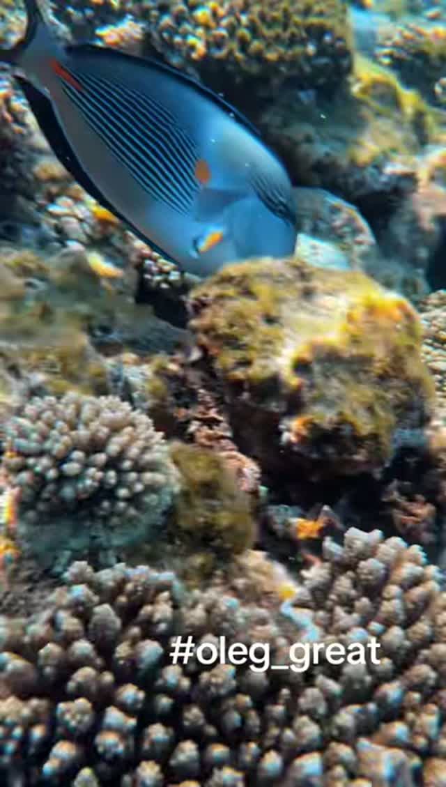 Подводный рай Красного моря: встреча с морским чудом