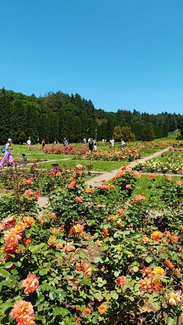 Долина роз в начале июля 🏞