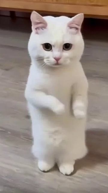 Танцующий кот 1