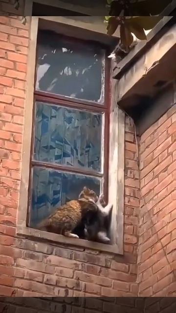 Кошки 64