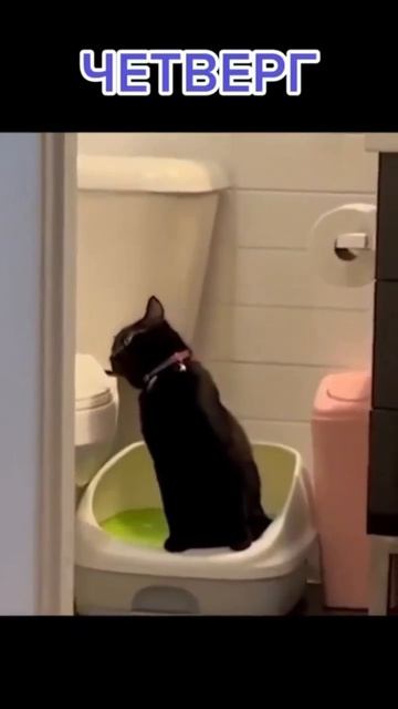 Кошки 74