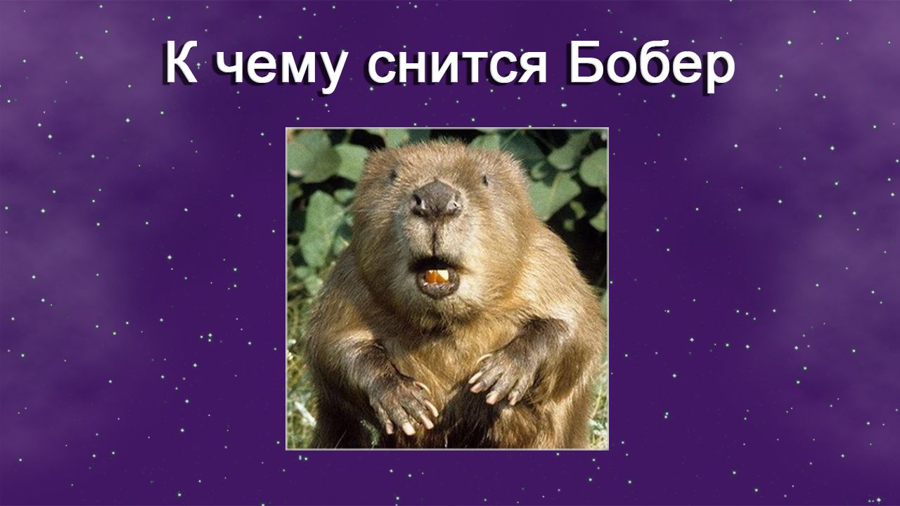 К чему снится Бобер - толкование сна