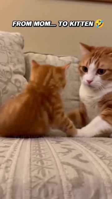 Кото МЕМ 24