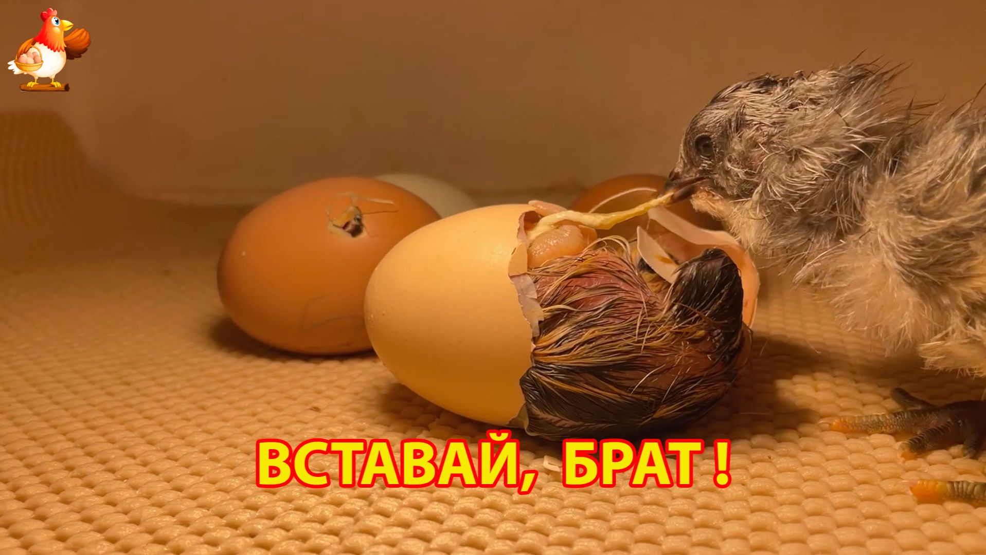 Старший цыплёнок поднимает брата после вылупления, нас ждут великие дела!