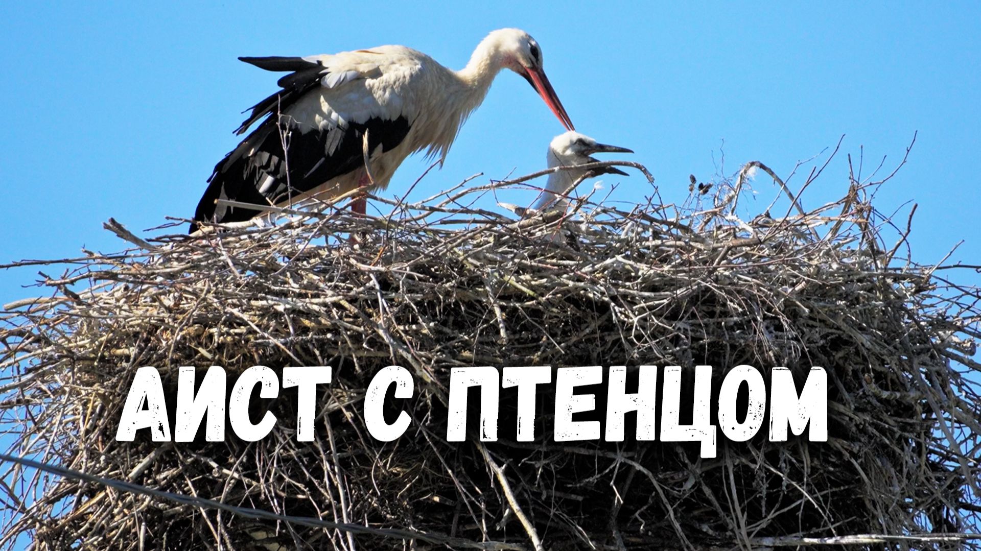 Птицы