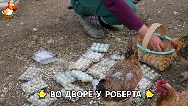 Содержание кур в домашних условиях и других птиц во дворе у Роберта 🐣🐤🦆🐔🪿🦃 (540)