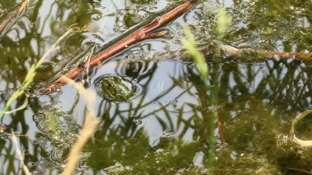 Как лягушка 🐸 слушала чаек: Маленькая сказка у воды.