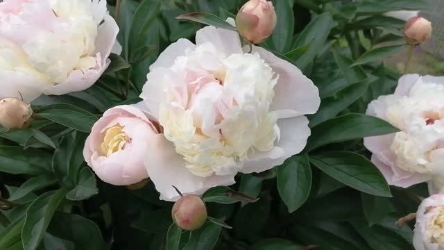 ПРИРОДА