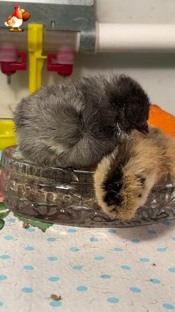 Им всего 12 часов, а жизнь уже изменилась (2)