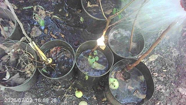 Помогаю маме - поливаю растения