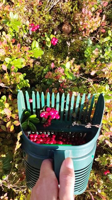 Lingonberry ©20250909
