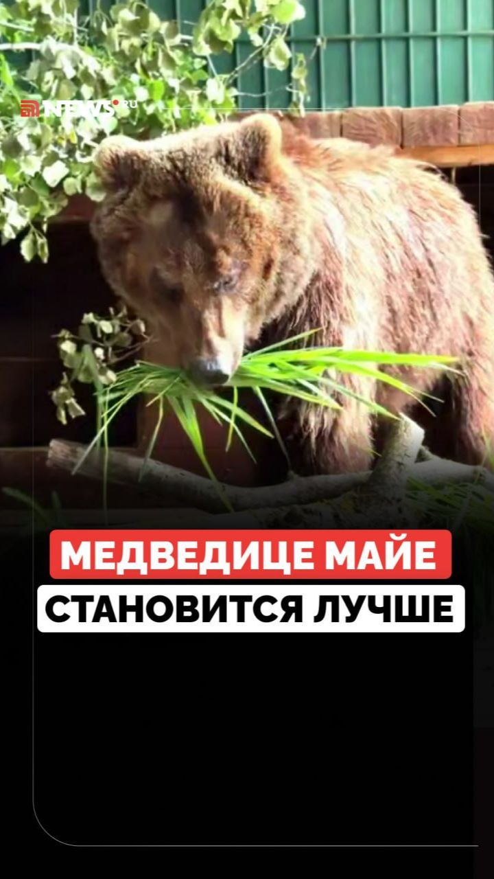 «У Майи происходит прогресс»: медведица, которая мучилась 20 лет, начала приходить в себя