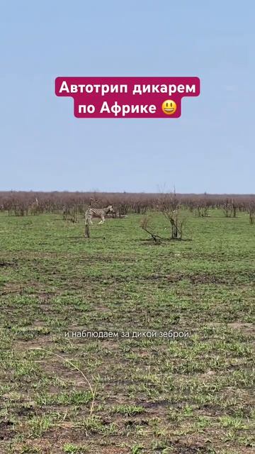 Сафари-парк Крюгер! Едем на авто и наблюдаем за дикими животными! Про автотрип по Африке в профиле