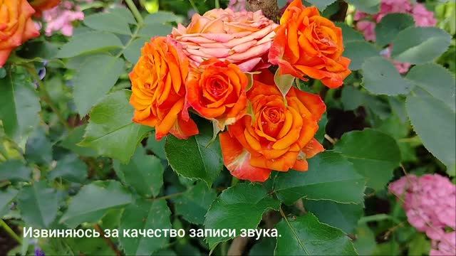 ОБЗОР СОРТОВ томатов, цветов, огурцов, перцев и прочее