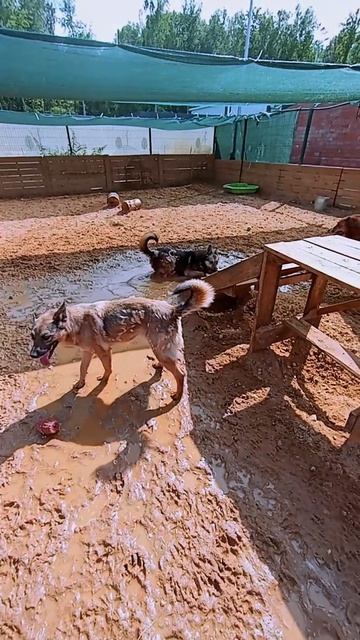 Храбрый день Маруси ❥ Приют в Малинках