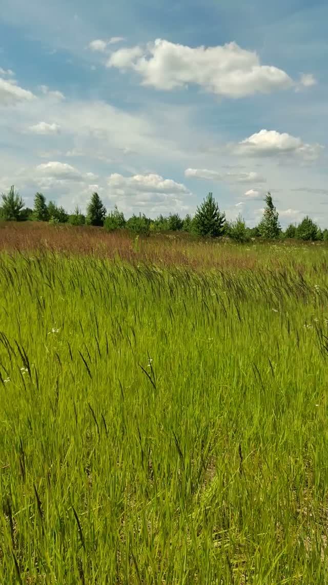 VID_202607