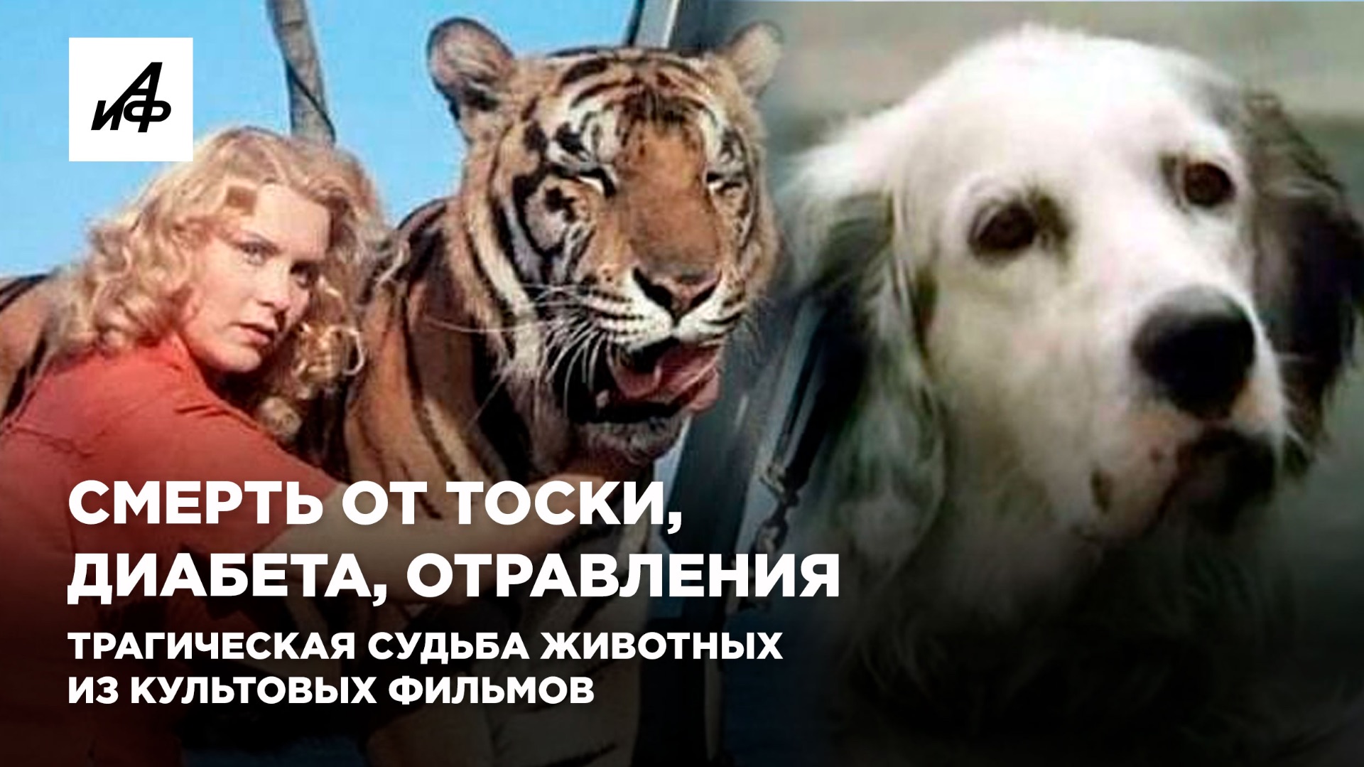Смерть от тоски, диабета, отравления. Трагическая судьба животных из культовых фильмов