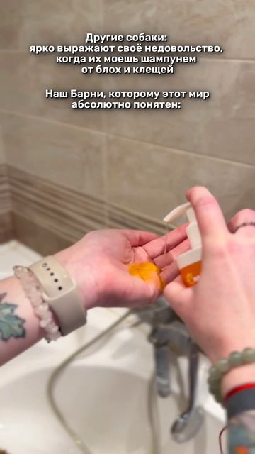 Моем Барни шампунем от блох и клещей