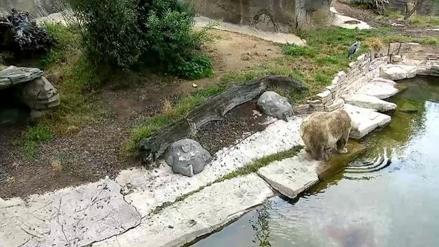 Парк Белых Медведей 01 128 101