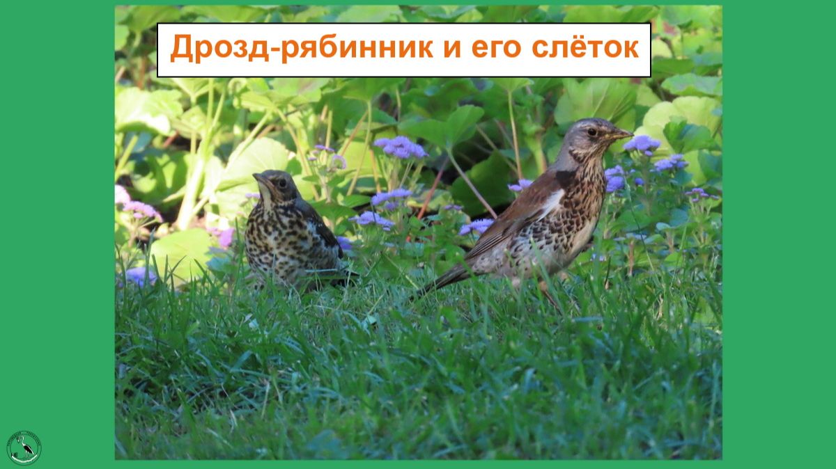 Дрозд-рябинник. Родитель кормит своего слётка. СПБ, Троицкий сквер