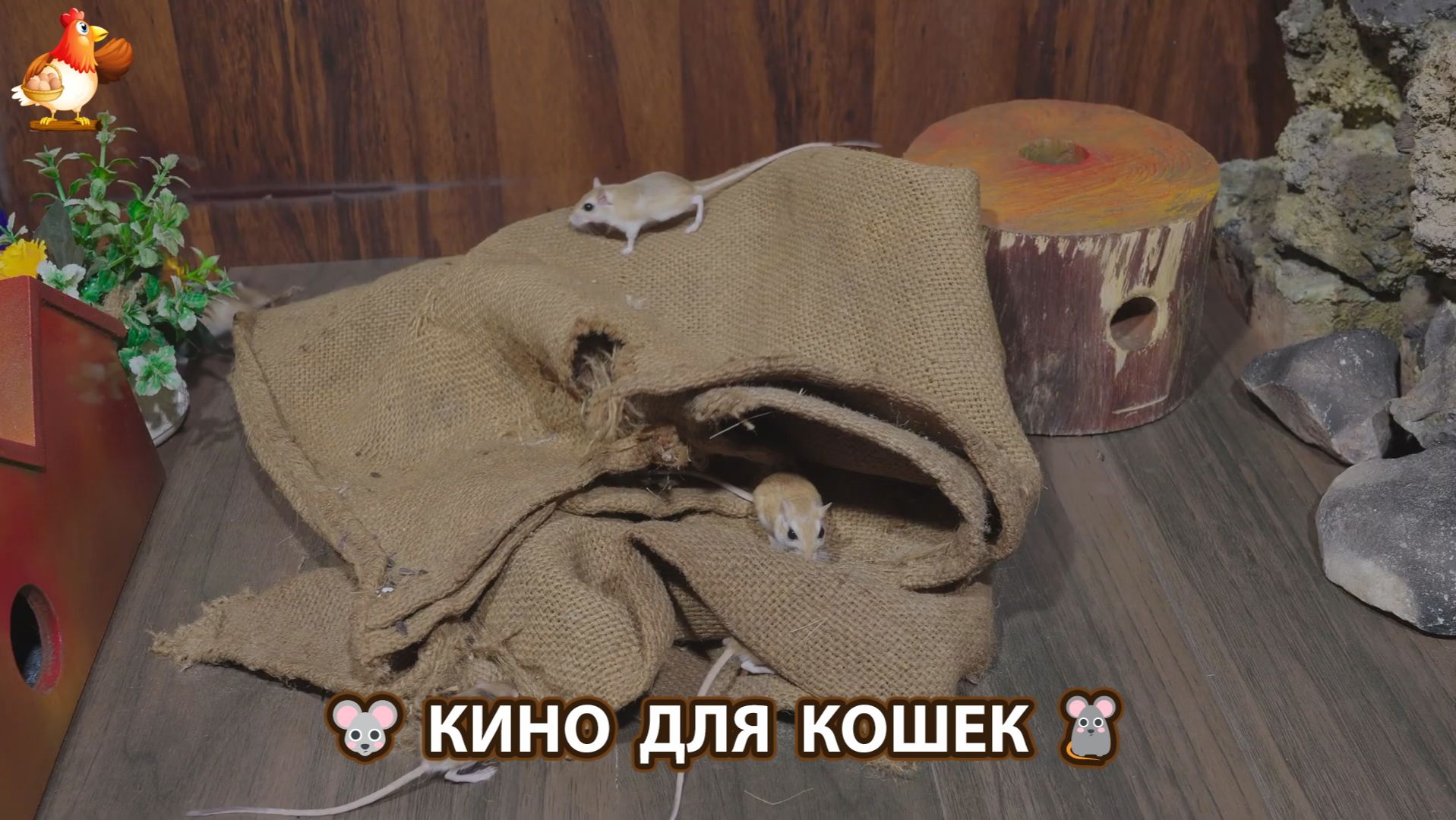 Видео для кошек про крысок развлекать питомцев 🐭🐀😂 577