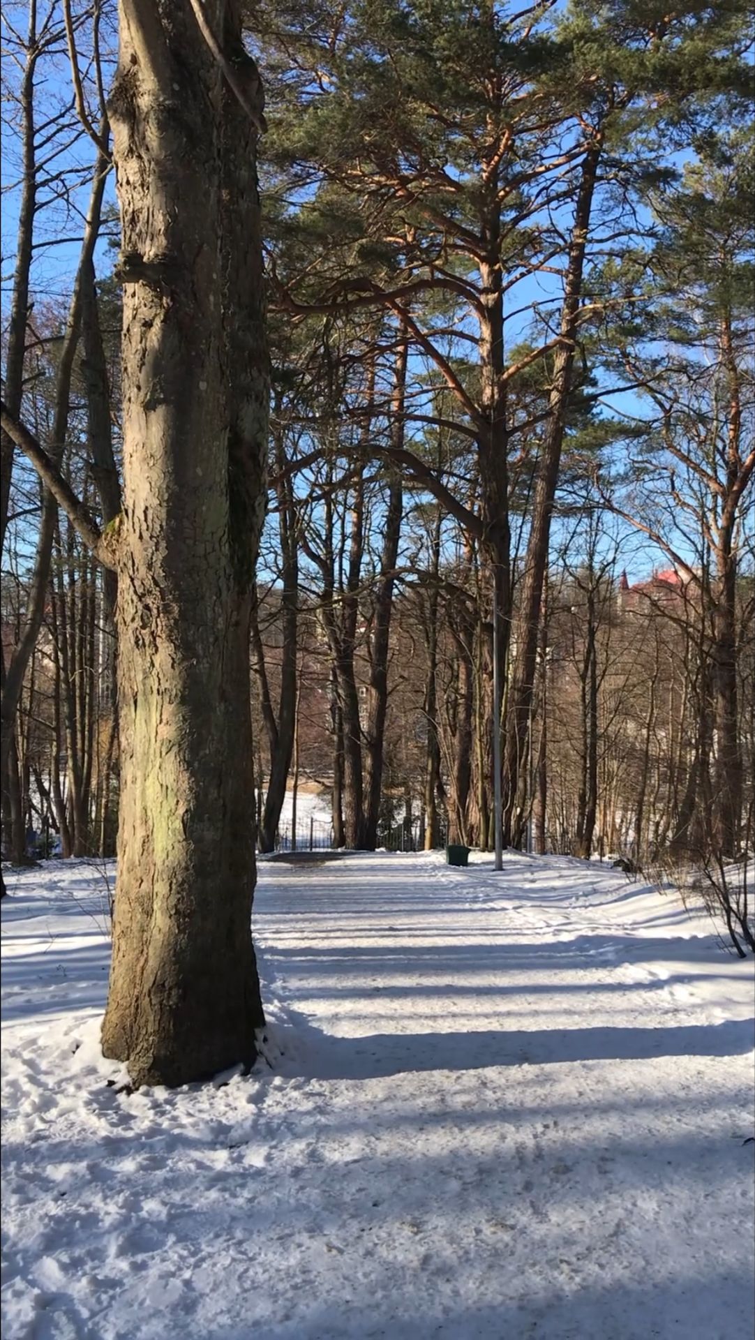 Светлогорский лес зимой (Svetlogorskiy forest in winter)