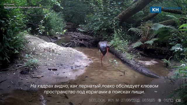 Редкого черного аиста сняли на видео в калужском заповеднике