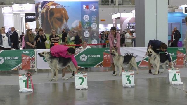 Расстановка класса чемпионов