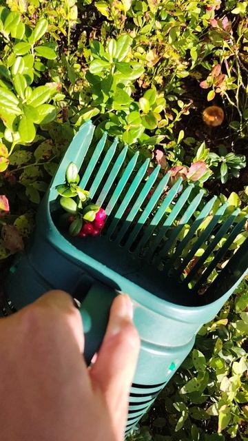 Berry Picking ©20250909