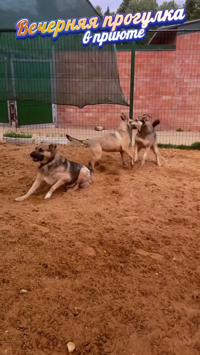 Дело ко сну?.. ❥ Приют в Малинках