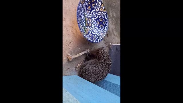 Маленький ёжик посетил наш #дом_над_рекой